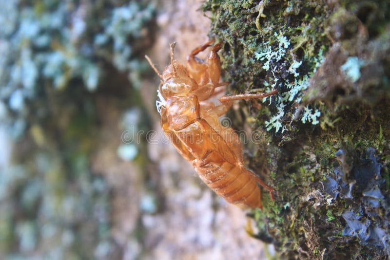 Cicada Shell Which Leave Tree Stock Photos - Free & Royalty-Free Stock ...