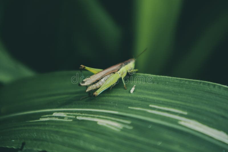 An Insect in the Top of Corn Leaf Stock Photo - Image of leafe ...