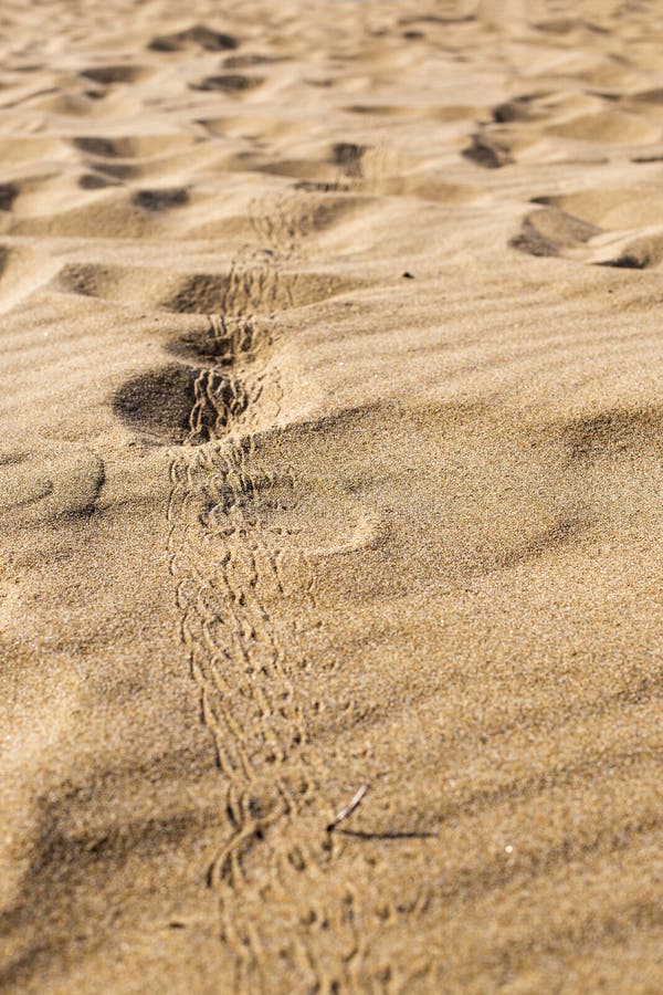 233 Bug Tracks Stock Photos - Free & Royalty-Free Stock Photos from ...