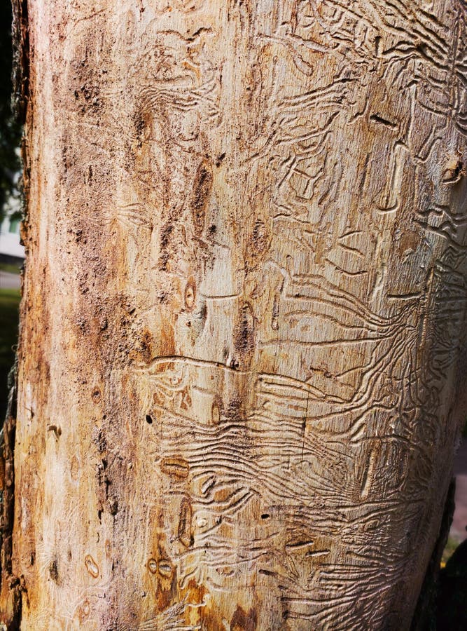 Insect Tracks on the Trunk of Tree Closeup Stock Photo - Image of trees ...