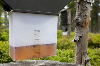 Insect trap in forest stock image. Image of worm, trap - 26310389