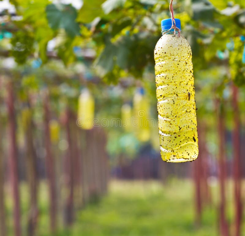 Insect Trap in Green Grapes on Vine Stock Photo - Image of protect ...