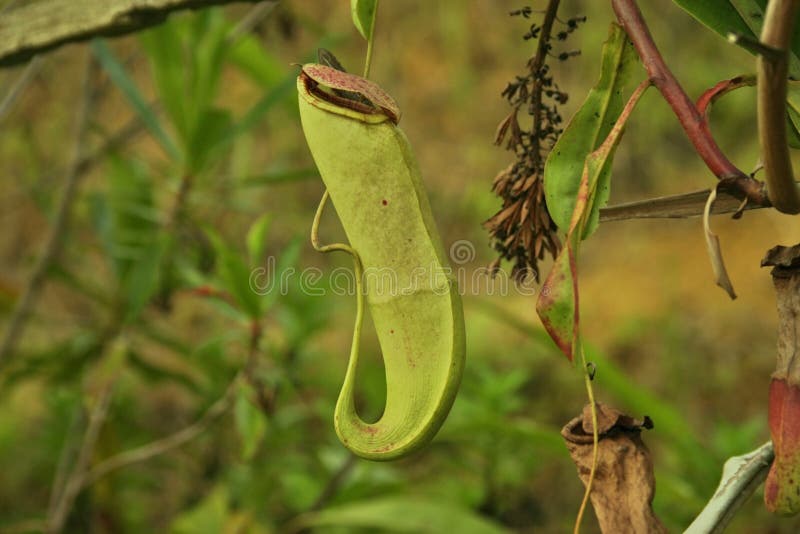 Insect trap stock image. Image of device, kill, control - 53660451
