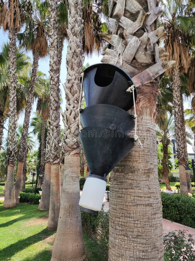 An Insect Trap Suspended from a Palm Tree. it Consists of Three Black ...