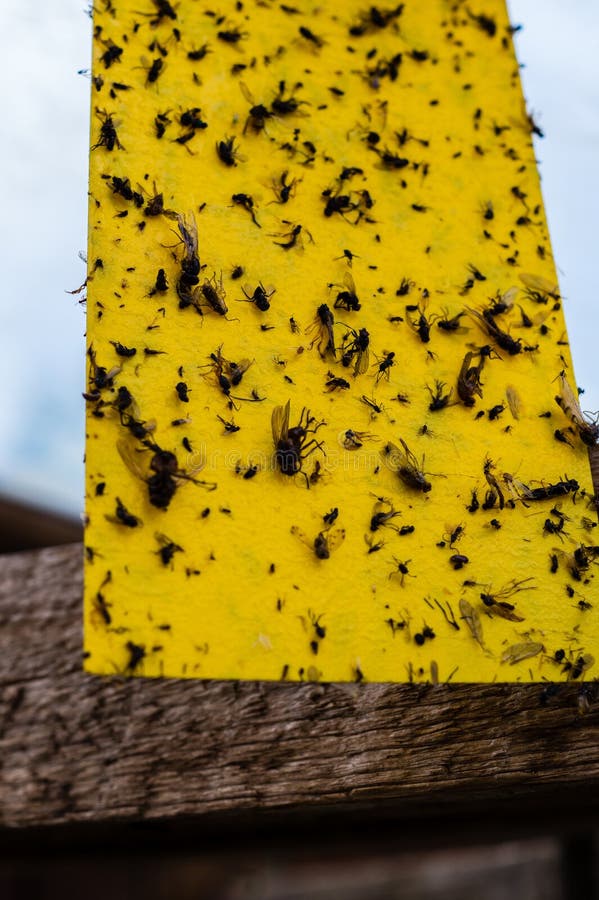 Insect trap Yellow trap stock image. Image of trap, pest - 193381909