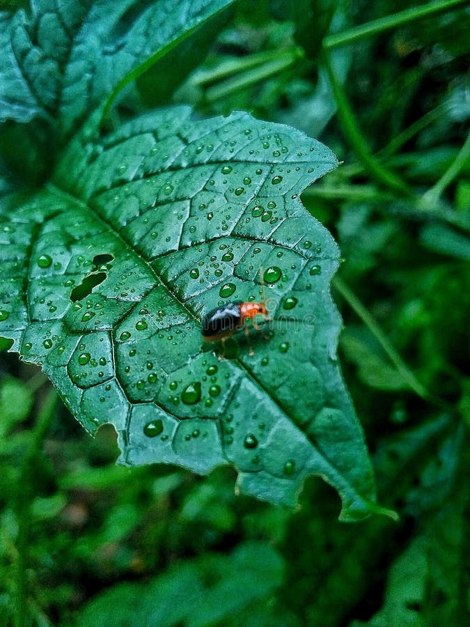 Am Insect is Trapped in a Green Elas Stock Photo - Image of ...