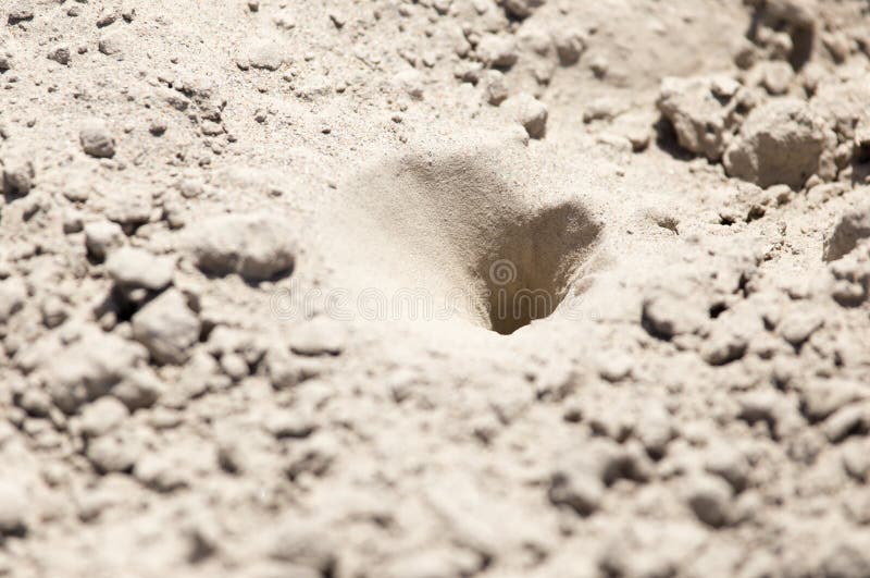 Insect traps in the sand stock image. Image of formicarius - 106833403