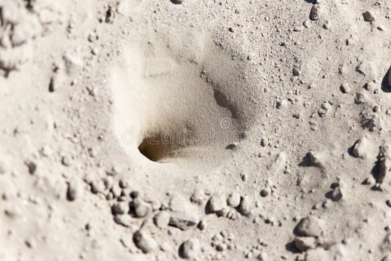 Insect traps in the sand stock photo. Image of macro - 93618544
