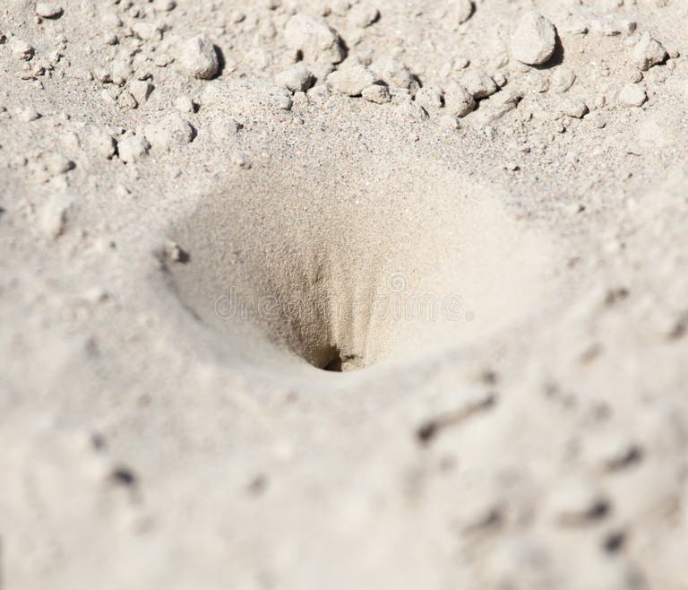 Insect traps in the sand stock image. Image of earth - 93618693