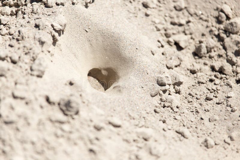 Insect traps in the sand stock image. Image of shovel - 93618879