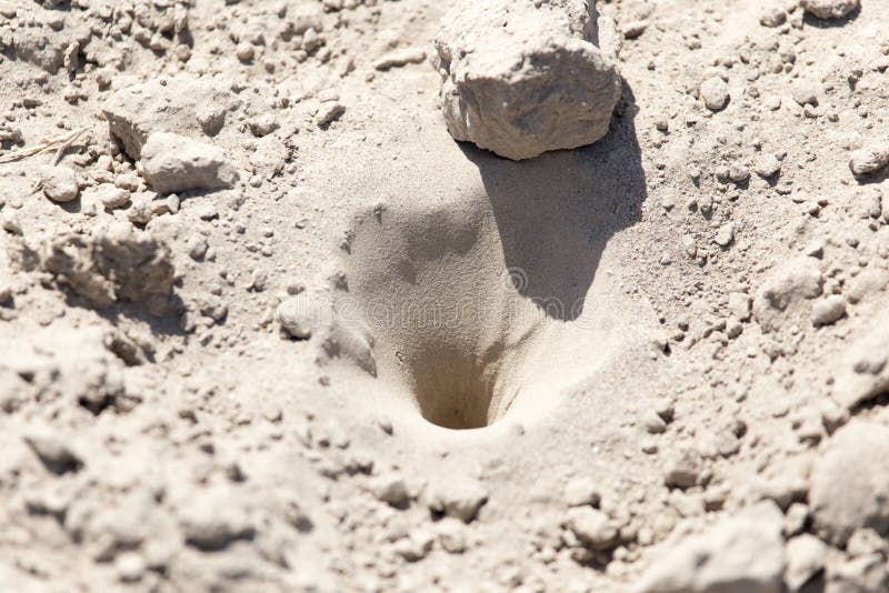 Insect traps in the sand stock photo. Image of animal - 93618976