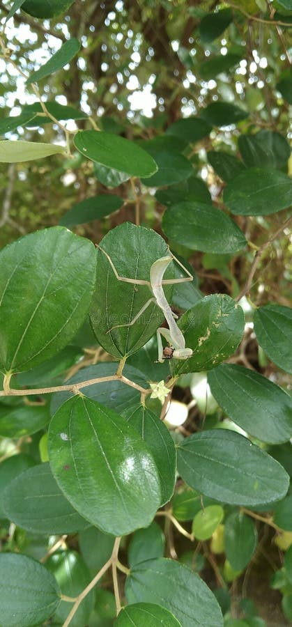 Insect on the tree stock image. Image of plant, garden - 278536757