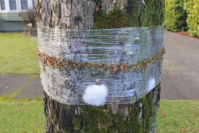 Insect Tree Band stock image. Image of larvae, bugs, cankerworms - 22369047