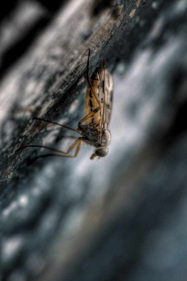 Insect on tree bark stock photo. Image of detailed, insect - 25605174