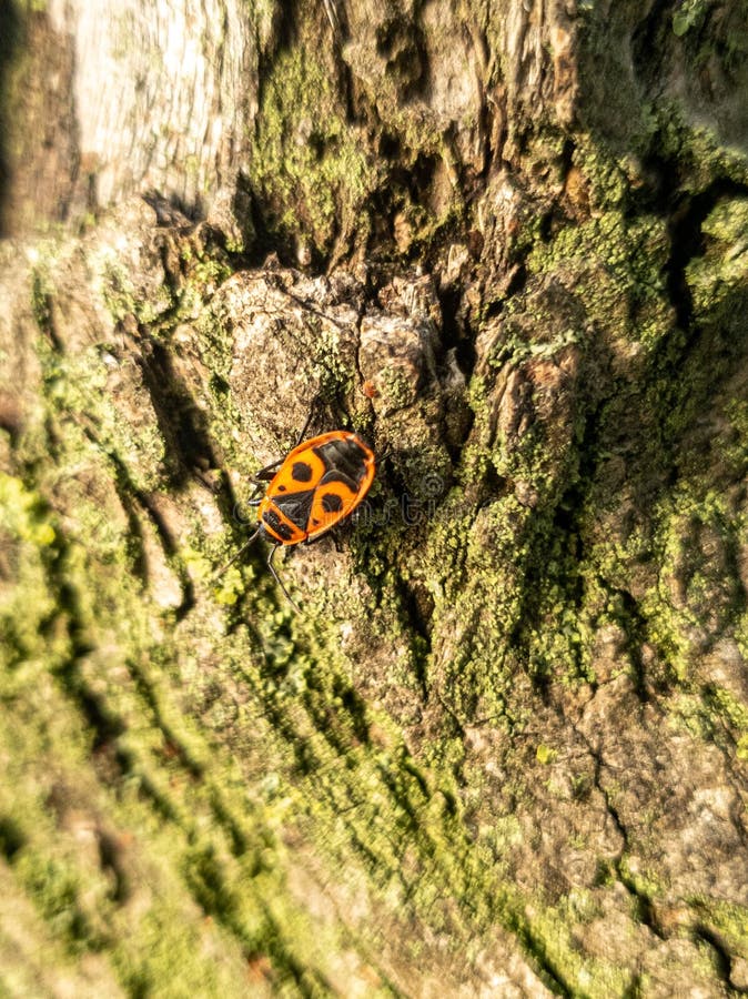 An Insect on Tree Bark Pyrrhocoris Apterus Stock Image - Image of soil ...