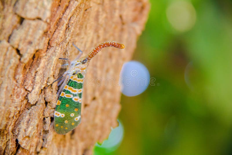 Insect on the tree stock image. Image of tree, candelaria - 131364667