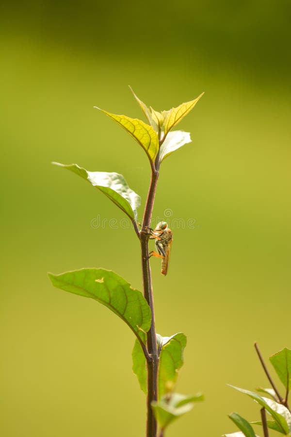 Insect on tree stock photo. Image of insect, wildlife - 109089348