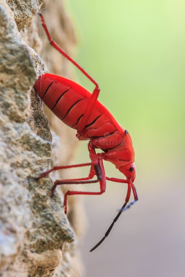 Insect on Tree in Sycanus Genus Stock Photo - Image of nature ...