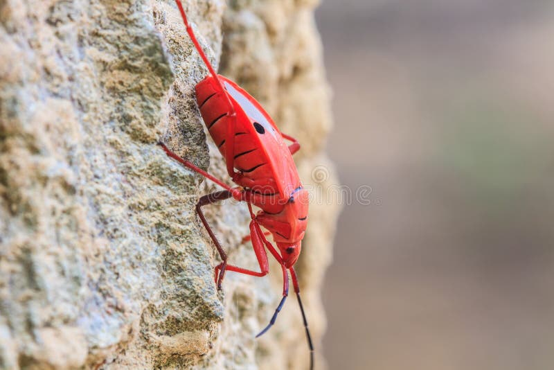 Insect Eggs on a Tree Branch Stock Photo - Image of larva, casings ...