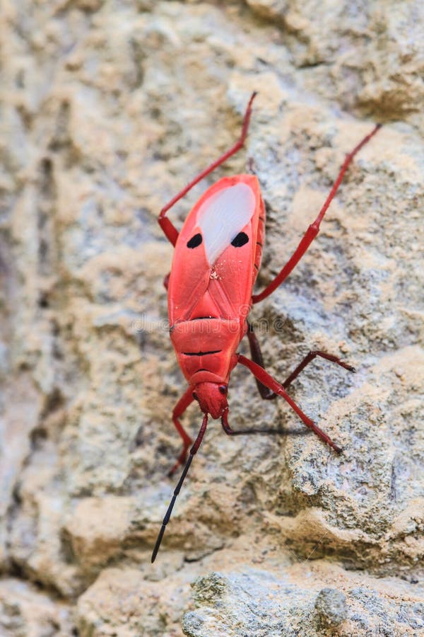 Insect on Tree in Sycanus Genus Stock Photo - Image of animal, life ...