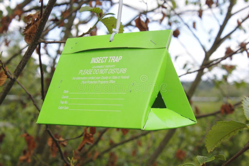 An Insect Tree Trap stock image. Image of leaves, damage - 25161813