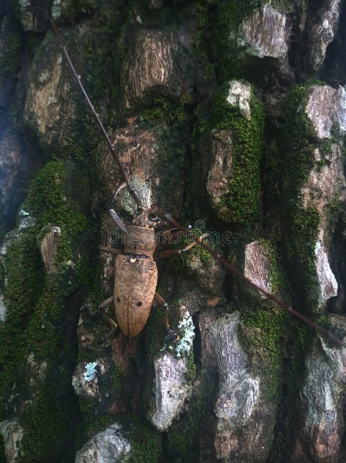 This Insect Tries To Climb Up the Tree Stock Photo - Image of jungle ...