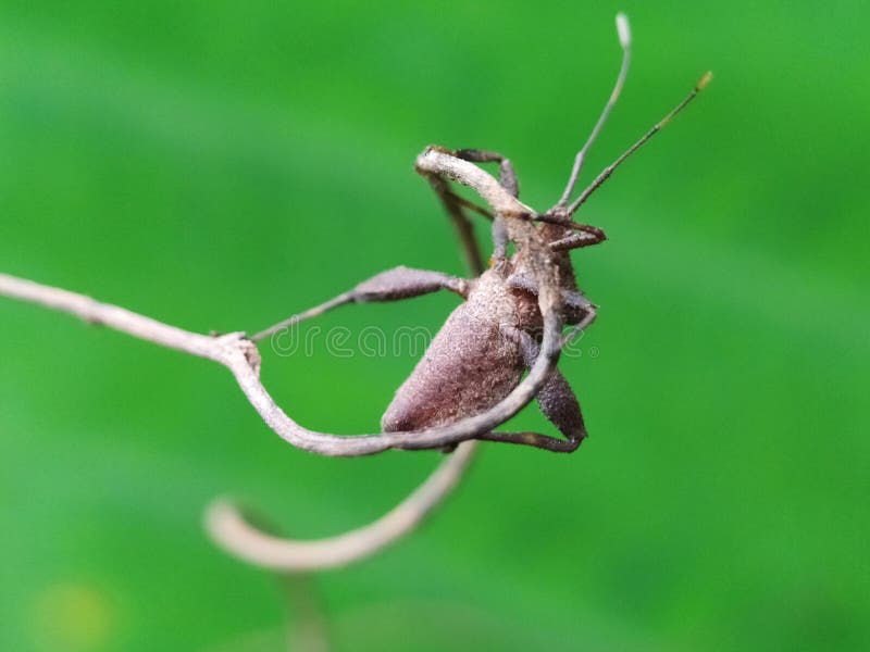 Insect on twig stock image. Image of macro, invertebrate - 184580517