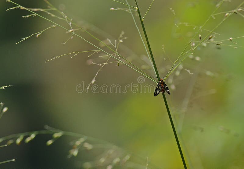 Insect on twig stock photo. Image of insect, twig, nature - 212683356