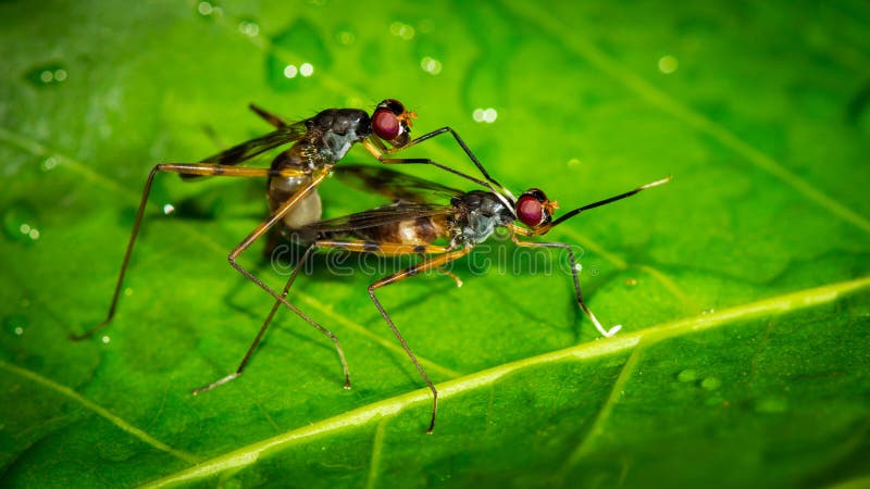 Insect. stock image. Image of bugs, insect, colorful - 99626829