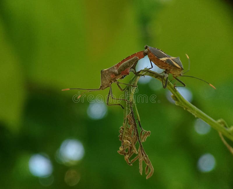Insect stock photo. Image of happy, insect, animal, love - 133213540