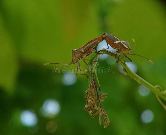 Insect stock photo. Image of happy, insect, animal, love - 133213540