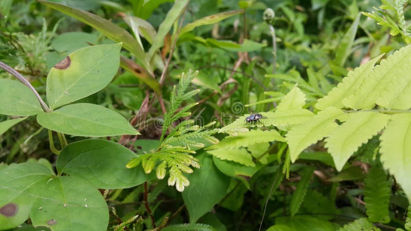 Insect Type Fly (Exotic Fly Diptera) Resting on a Plant Leaf Stock ...