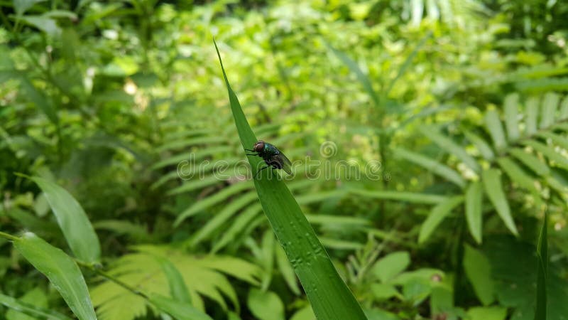 Insect Type Fly (Exotic Fly Diptera) Resting on a Plant Leaf Stock ...