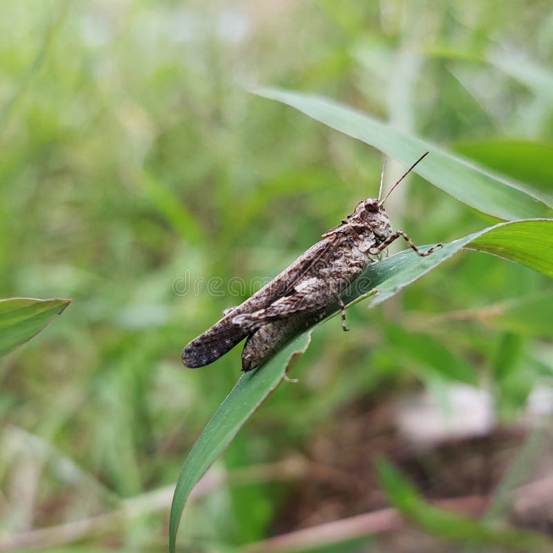 Oedaleus Infernalis Grasshopper Perched on the Leaf Stock Photo - Image ...