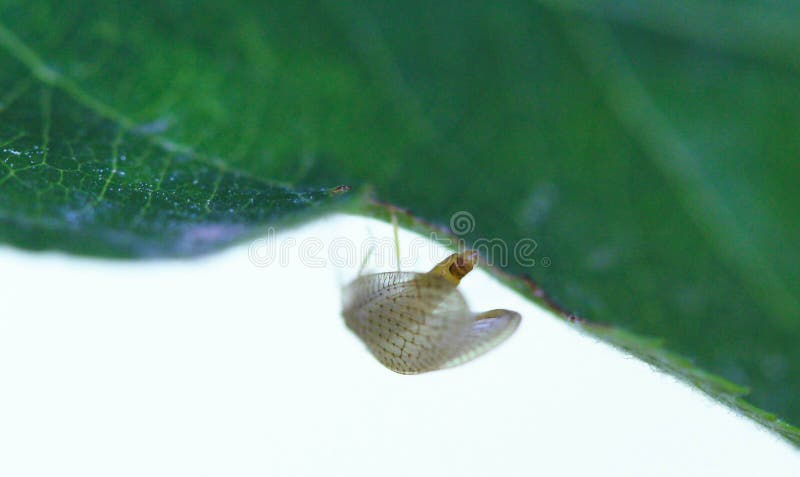 Insect under an apple leaf stock photo. Image of agriculture - 92973410