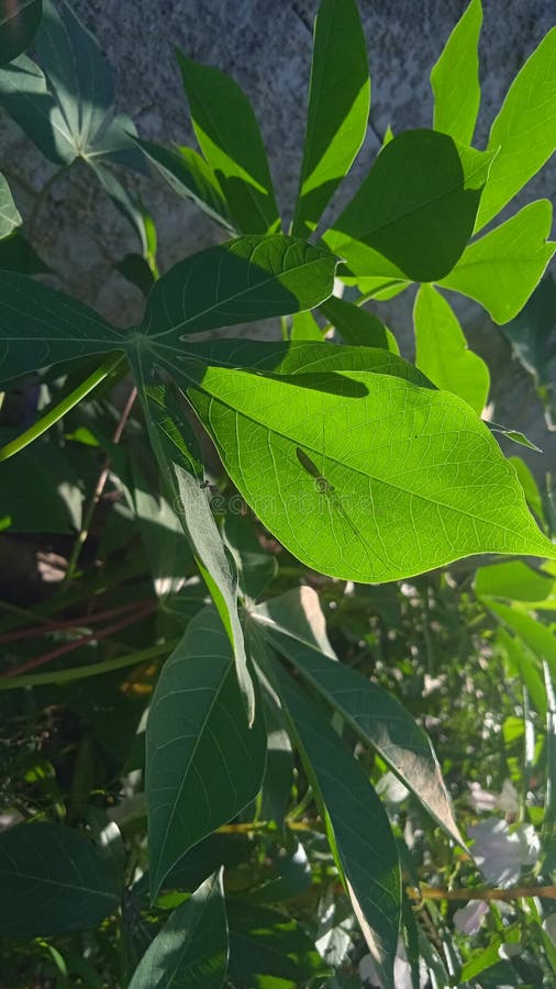 An Insect under the leaf stock image. Image of shrub - 248455431