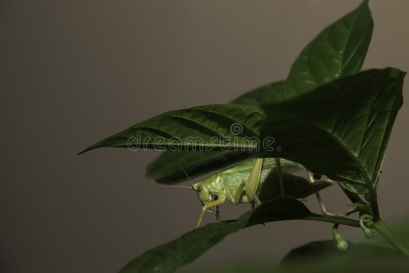 Insect under the leaves stock image. Image of grasshopper - 43136281