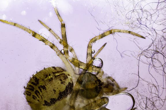 Insect under a microscope stock image. Image of zoology - 308361031