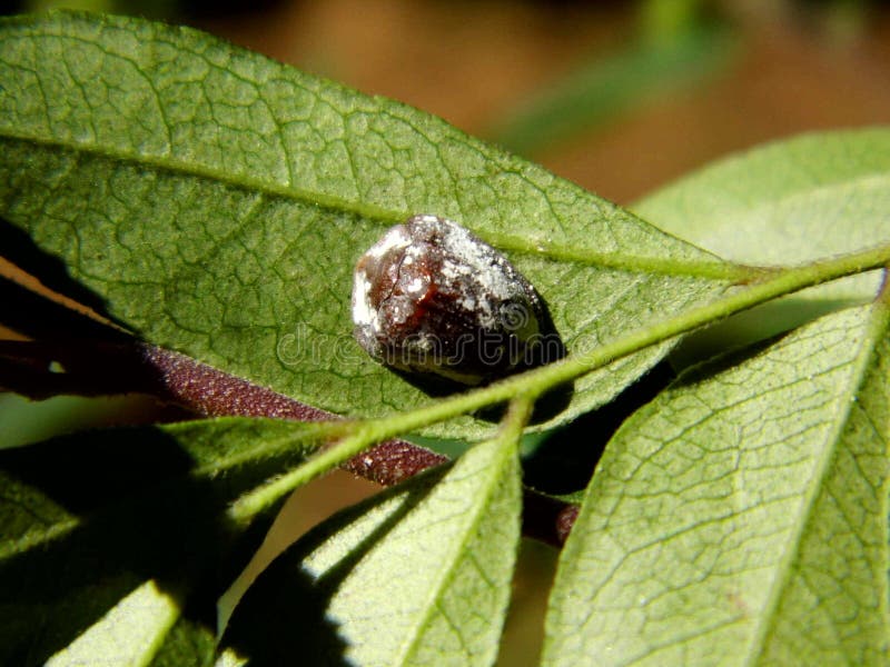 Insect under a Tree Leaf stock image. Image of animal - 258142039