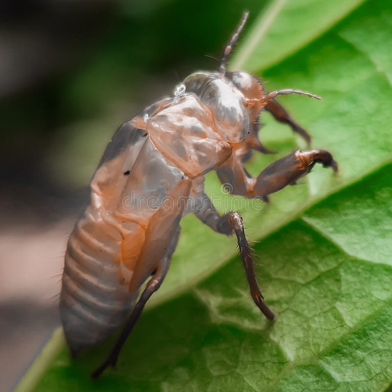 Insect stock photo. Image of skin, invertebrate, pest - 223087372