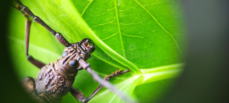 Insect on vegetable stock photo. Image of flower, leaf - 226389888