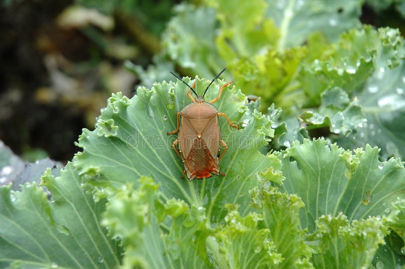 Insect on vegetable stock image. Image of green, insect - 55639815
