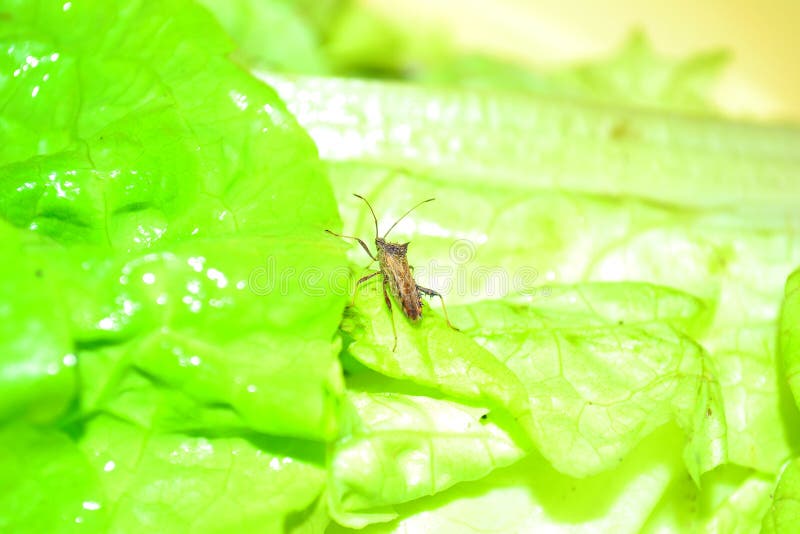 Insect on Vegetable stock image. Image of tiny, fruits - 65354435