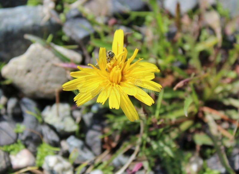 An Insect Visiting a Small Yellow Flower Stock Photo - Image of floral ...