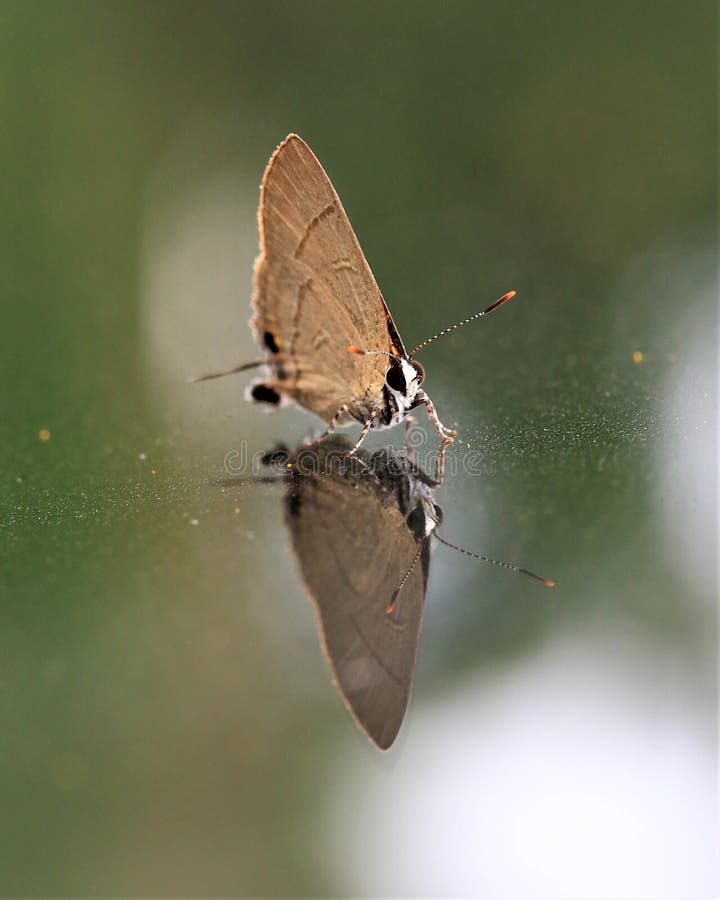 Insect, Vlinder, Motten En Vlinders, Lycaenid Picture. Image: 106388722