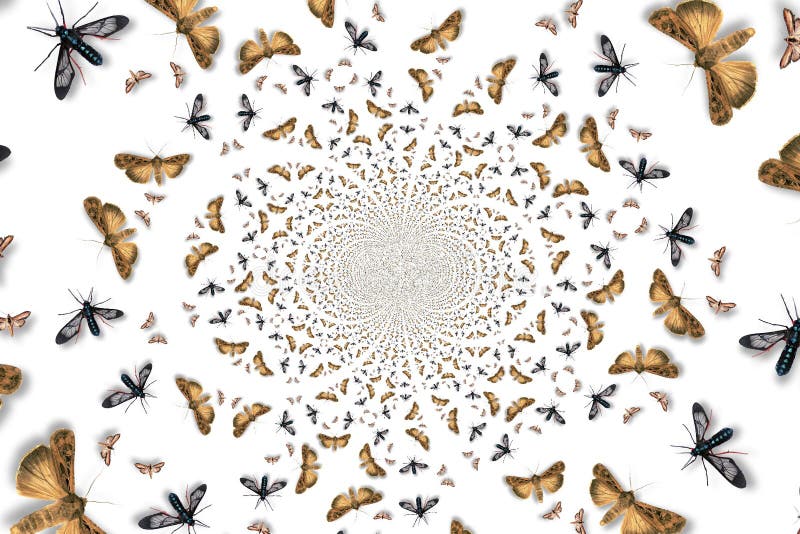 Insect Vortex stock illustration. Illustration of backdrop - 55451