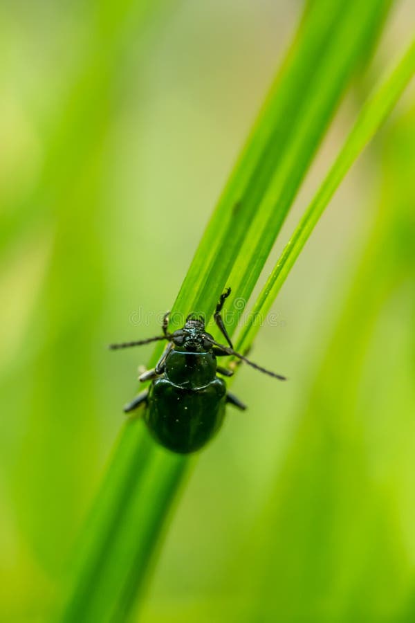 Insect walk stock image. Image of black, walking, walk - 96545479
