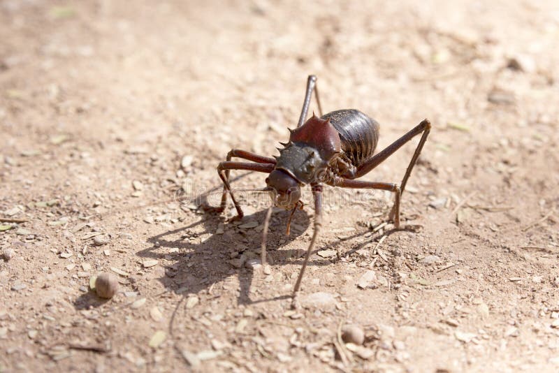 An Insect is Walking in the Desert Stock Image - Image of namibia ...