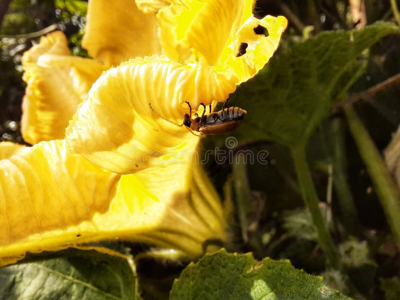 An Insect Walking on a Flower Stock Image - Image of animal, petal ...