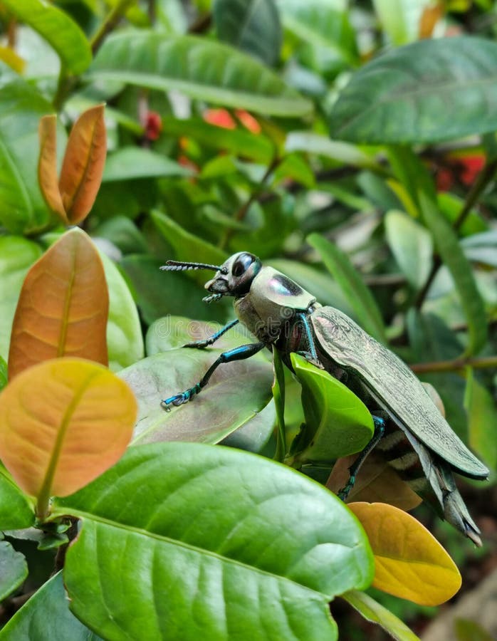 Insect Walking on a Green Leaf Stock Photo - Image of detail, natural ...